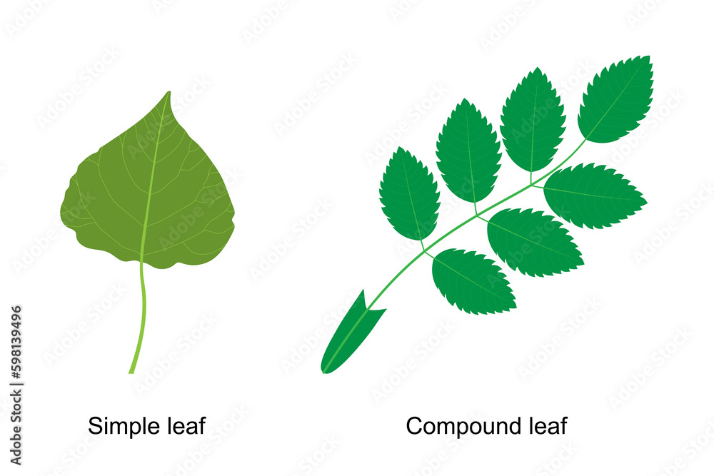 Types of leaf. Compound leaf. Simple leaf. Poplar leaf and rosehip leaf ...