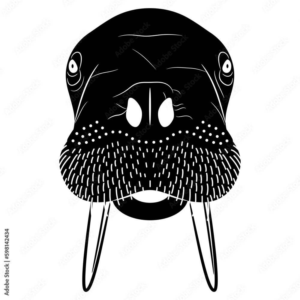 Head of a walrus. Odobenus rosmarus. Animal mask. Black and white ...