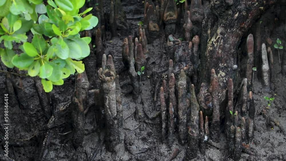 Ceriops decandra, a species of tree in the Rhizophoraceae family, forms ...