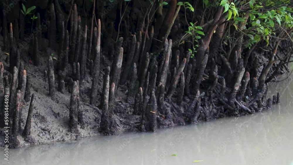 Ceriops decandra, a species of tree in the Rhizophoraceae family, forms ...