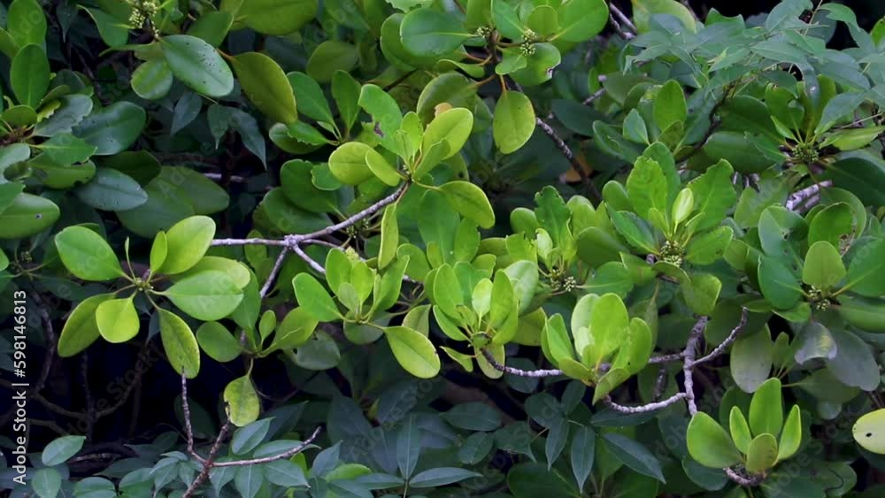 Ceriops decandra, a species of tree in the Rhizophoraceae family, forms ...