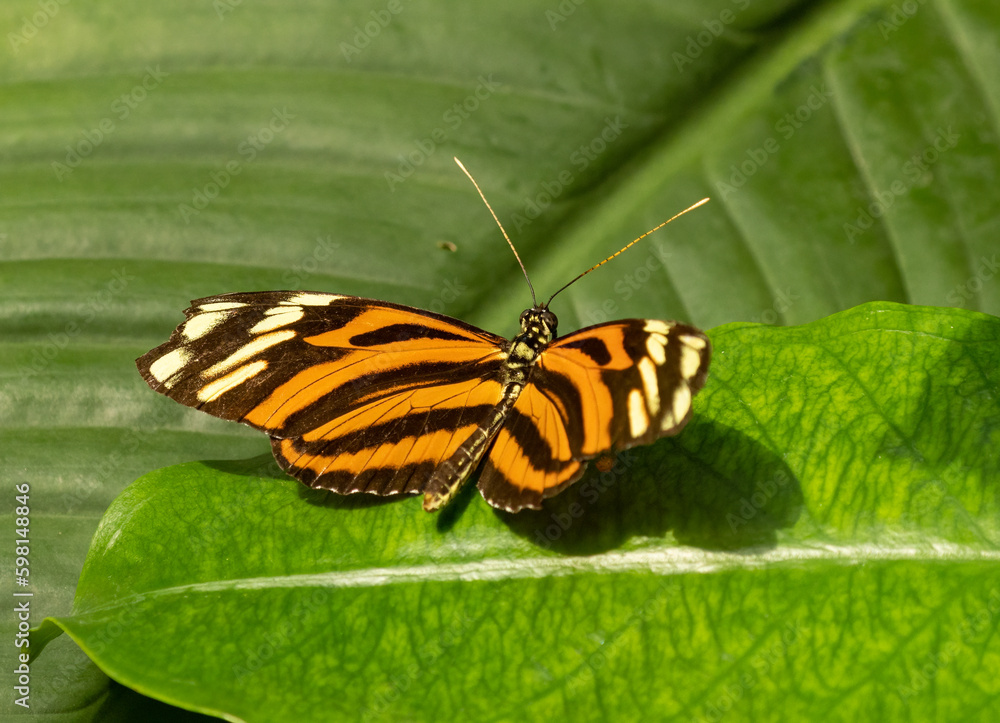 Butterflies in butterfly house in zoo, Amsterdam. Brightly coloured ...