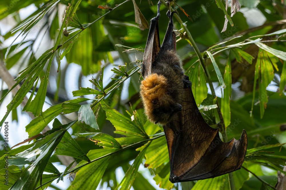 Fotka „Rodrigues flying fox, fruit bat, hanging upside down sleeping ...
