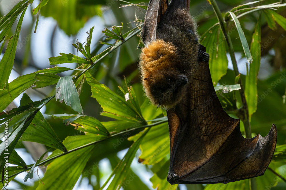 Rodrigues flying fox, fruit bat, hanging upside down sleeping and ...