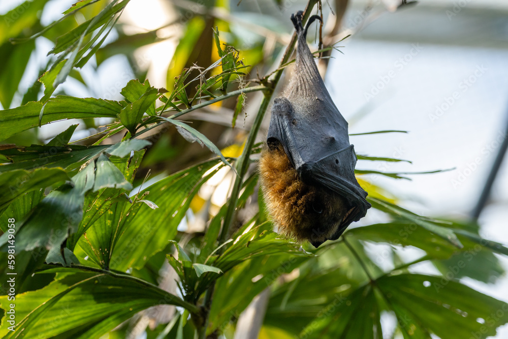 Rodrigues flying fox, fruit bat, hanging upside down sleeping and ...