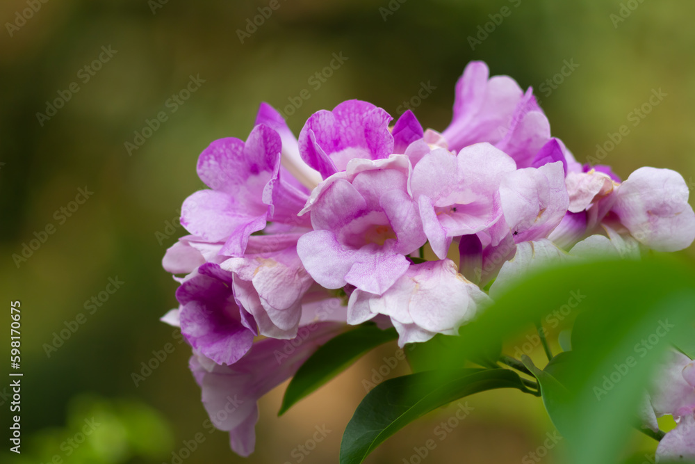 Bignonia Glow Vine or Bignonia magnifica Saritaea magnifica is a vine ...