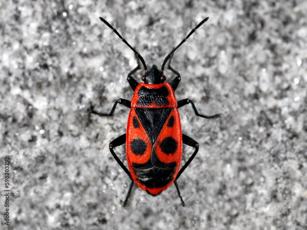 Firebug, Pyrrhocoris apterus isolated on granite stone, top view Stock ...