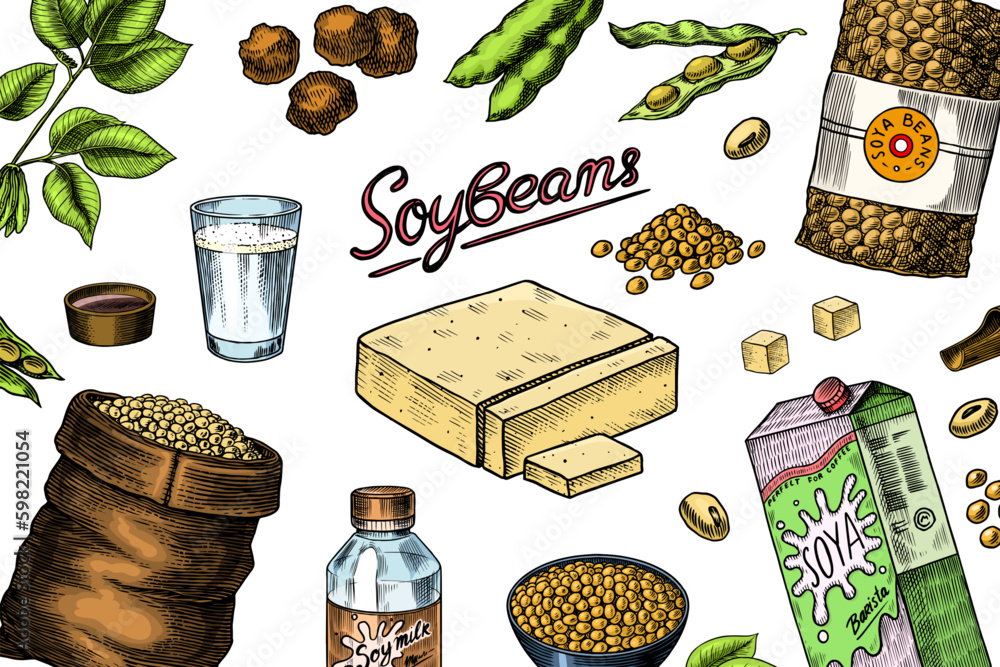 Soya beans. Milk and tofu. Soybean sketch. Pod on plant. Nuts and seeds ...