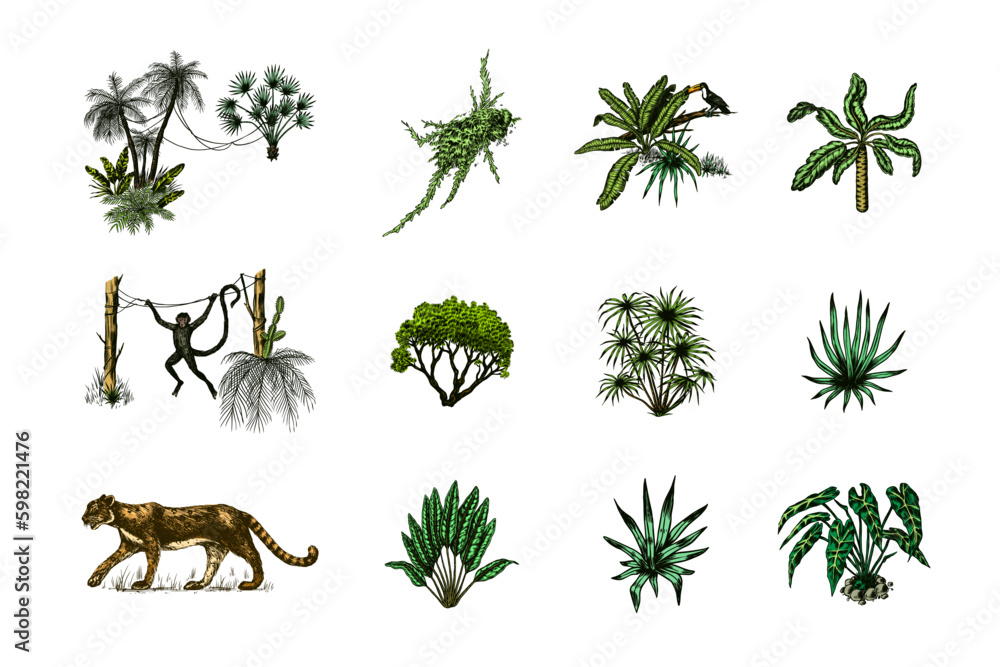 Wild tiger and exotic plants. Toucan bird and monkey. Banana and agave ...