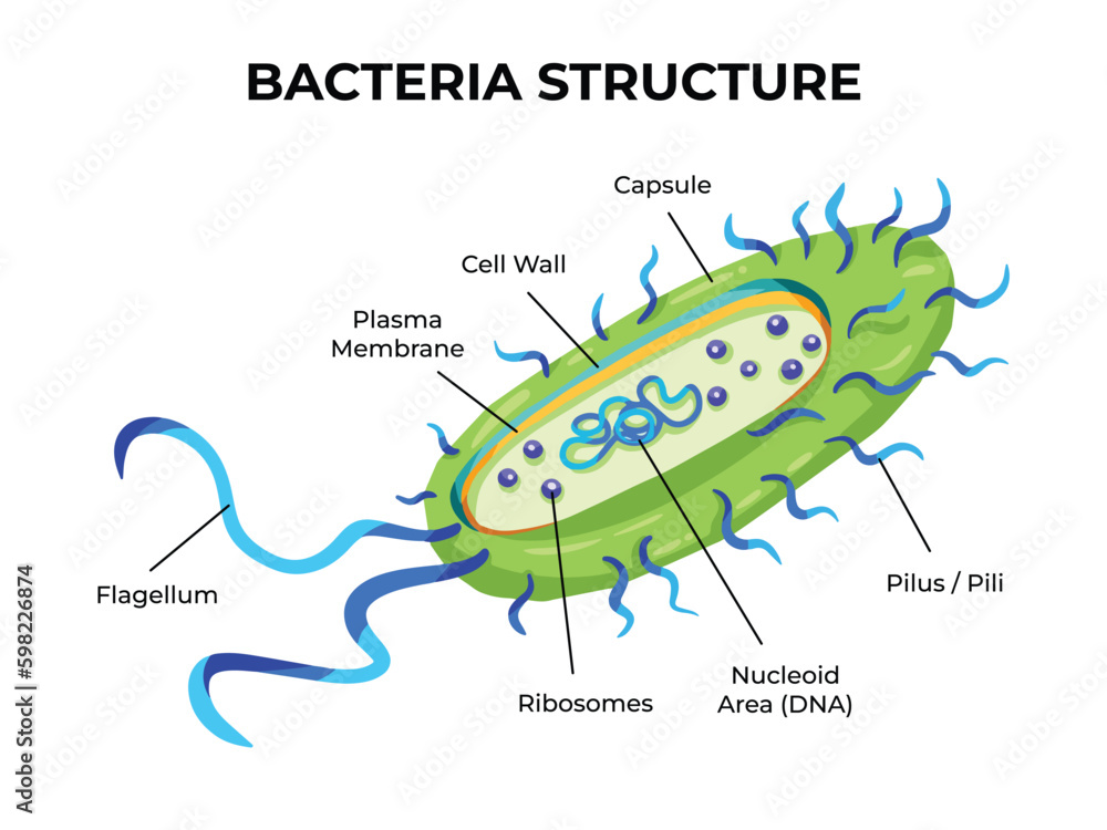 Bacteria structure vector illustration with bacteria parts text ...