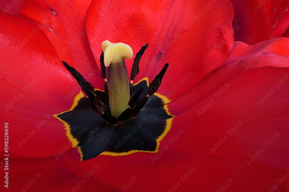 Detail of stigma, ovary, anther and tepal of red fully blossoming red ...