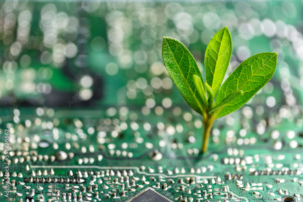 Tree Growing On The Converging Point Of Computer Circuit Board Green