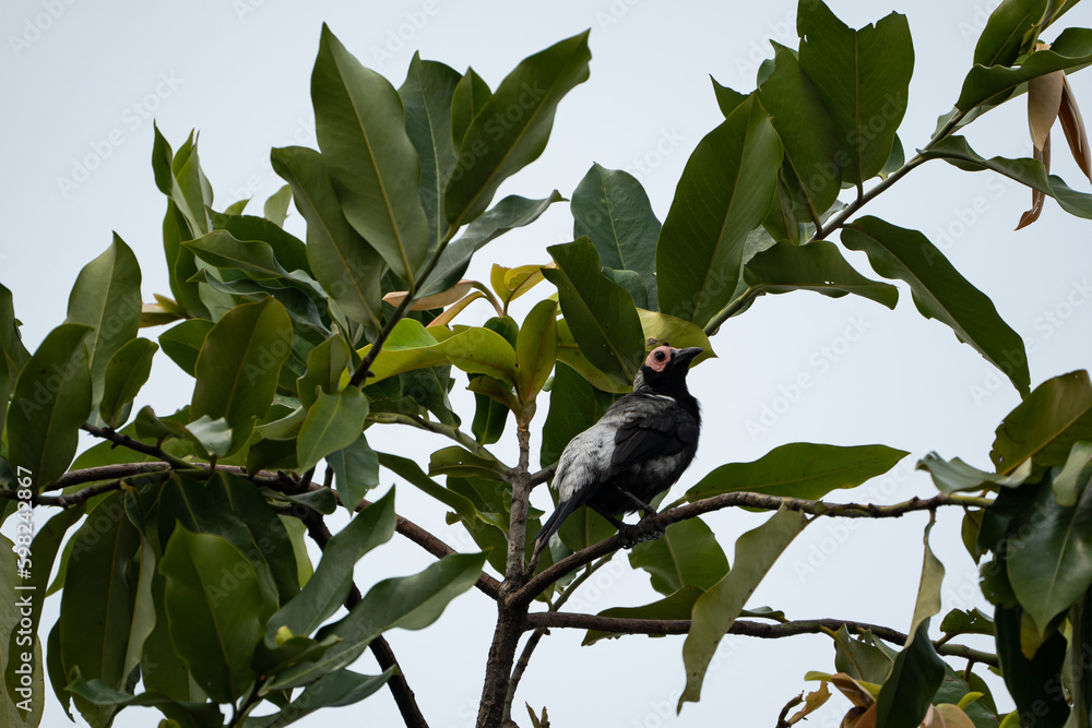 a wild coleta that creates mixture of like clicks, squeals, metallic ...