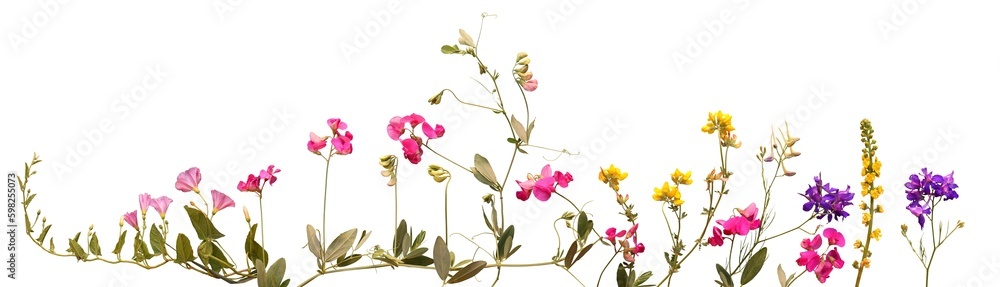 Flower border of flowering meadow wildflowers isolated on white ...