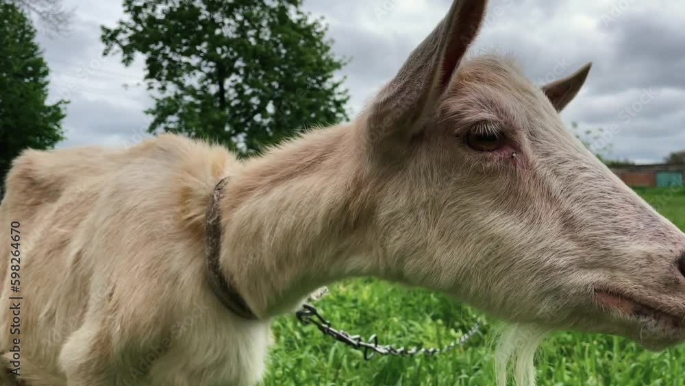 Curious farm animal grazing. Portrait close up on wide angle view. 4k ...