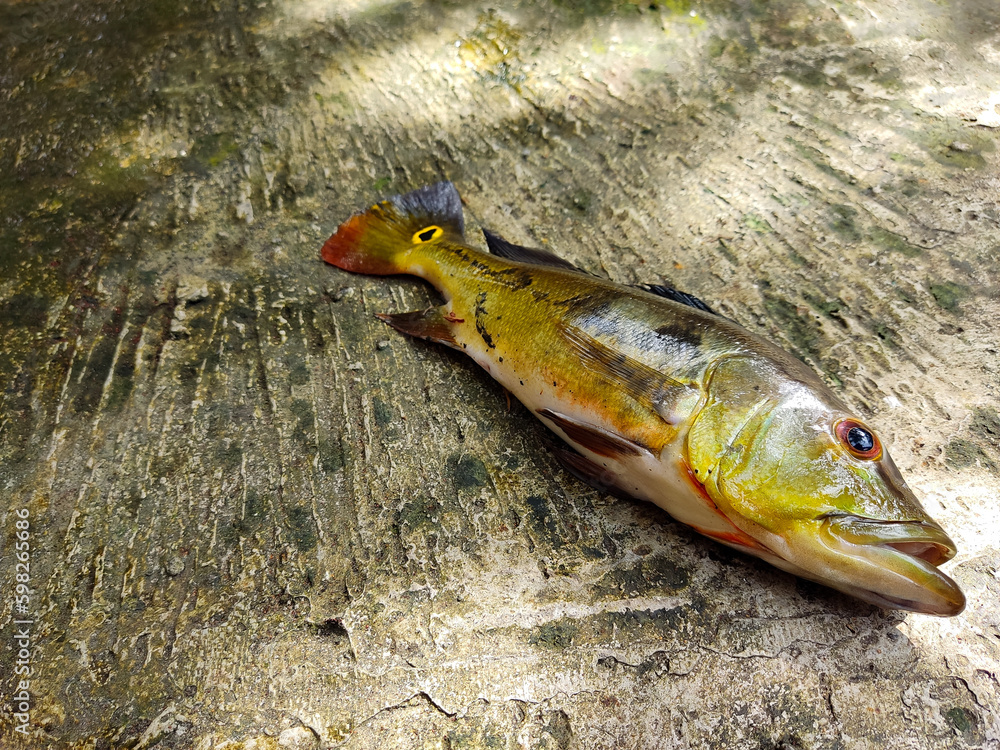 7. Photograph of close up fresh peacock bass monoculus fish. Fit for ...