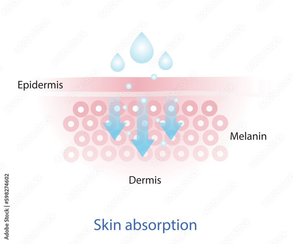 The mechanism of nutrient absorption through skin layer vector on white ...