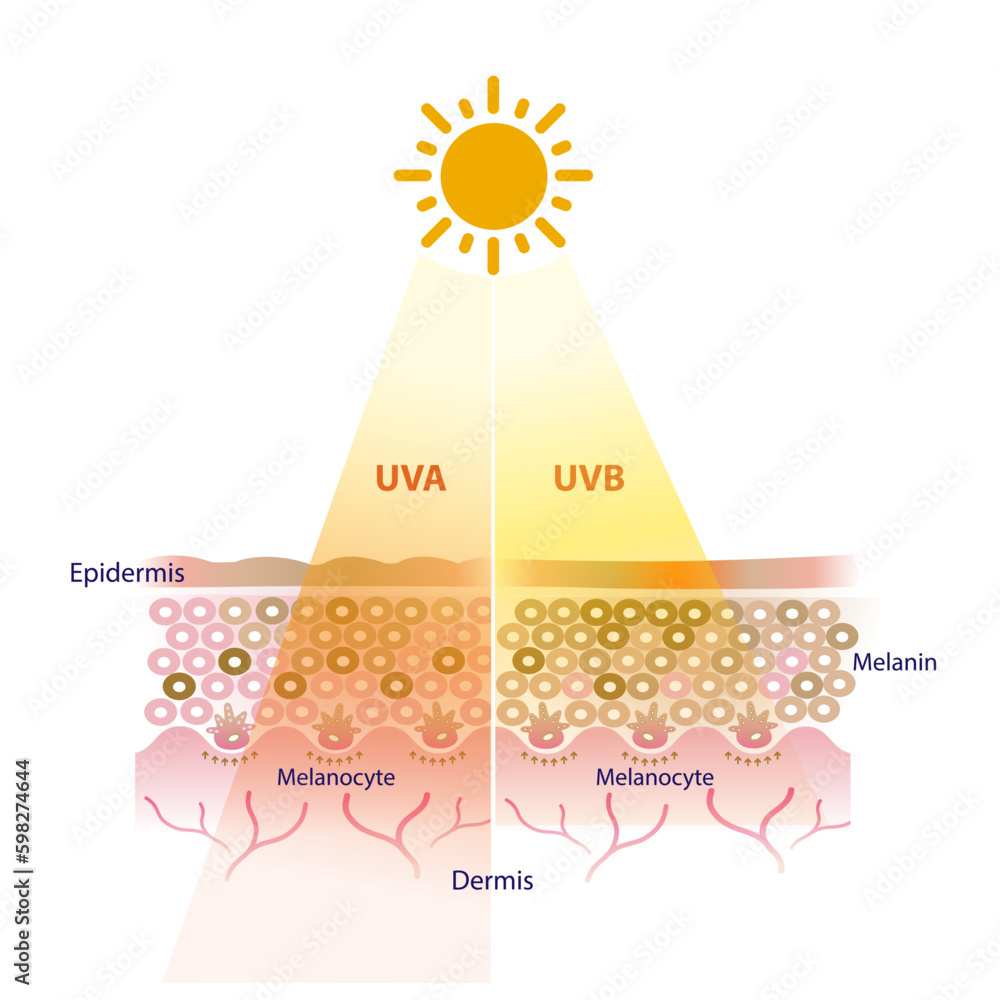 UVA and UVB radiation penetrate into the skin layer vector on white background. UVA and UVB rays ...