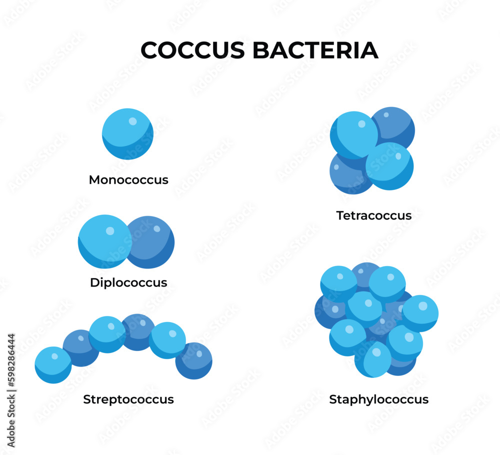 Coccus bacteria type with circular shape. Isolated biology educational ...