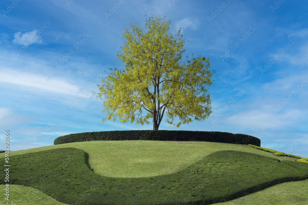 Golden shower Tree, Cassia Fistula or Pudding-pine Tree flowers in the ...
