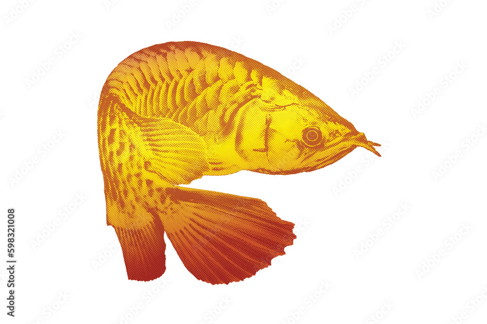 Dragonfish or freshwater fish, also known as arowana fish, is a type of ...