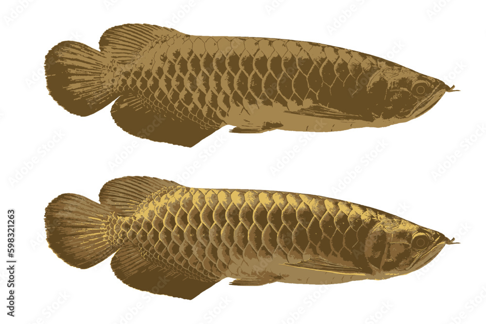 Dragonfish or freshwater fish, also known as arowana fish, is a type of ...