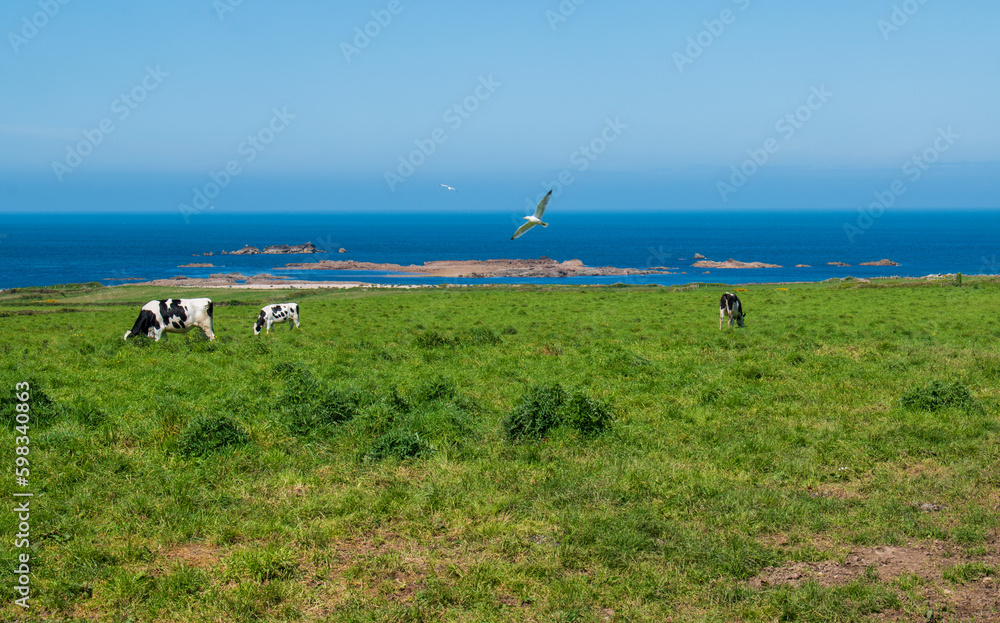 Vaches laitières dans un pâturage le long de la côte dans le Cotentin ...