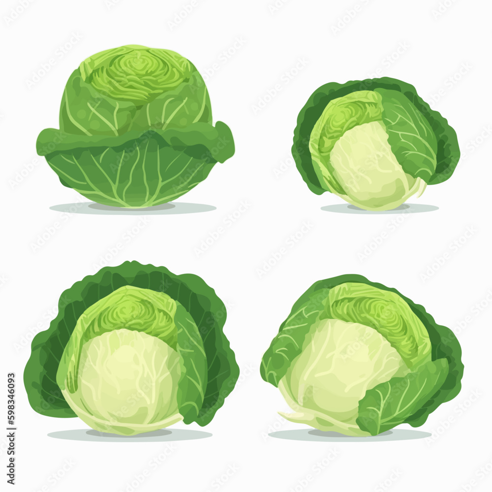 Cabbage Vector