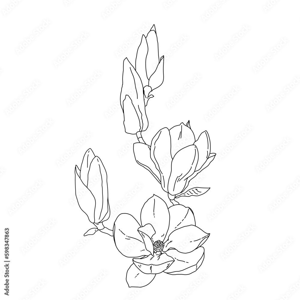 Magnolia group of flowers and buds in bloom outline art. Hand drawn ...