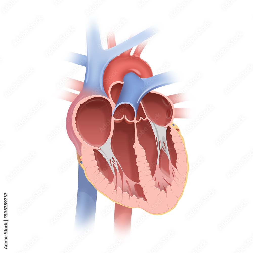 Anatomy of the Human Heart Stock Illustration | Adobe Stock