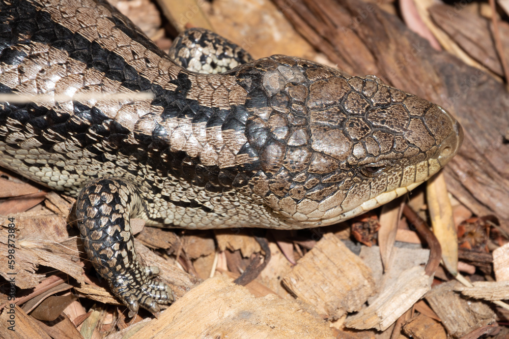 Shingleback skink (Tiliqua rugosa) or bobtail lizard, is a short-tailed ...