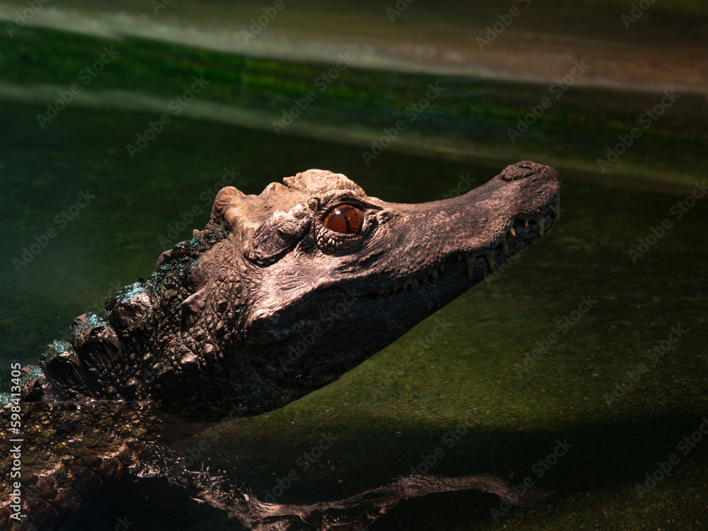 Poster smooth fronted caiman laying under water – Tableau | Europosters