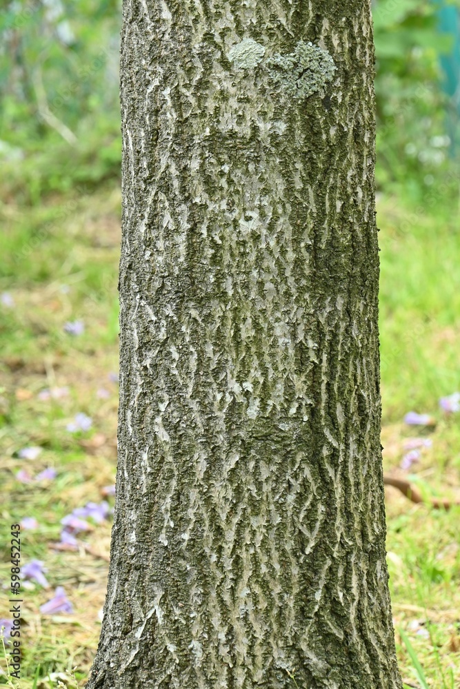 Paulownia tree ( Paulownia tomentosa ) flowers. Paulowniaceae deciduous ...