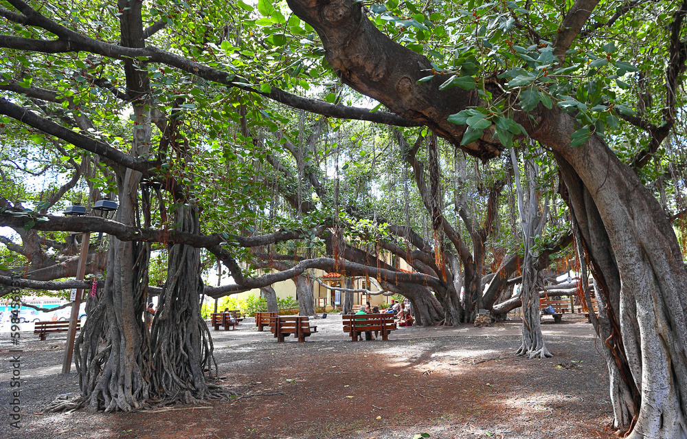 The famous Banyan tree park in the historic district of Lahaina, Maui ...
