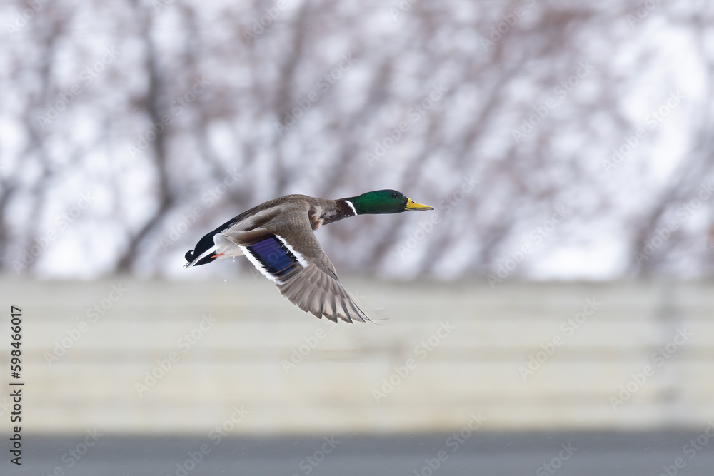 Mallard Duck (Anas platyrhynchos) wing beat. The powerful strokes of a ...