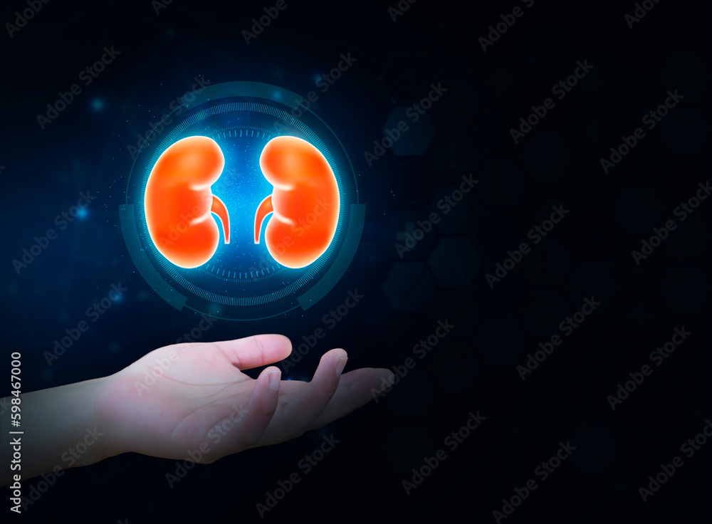 Nephrology, medical care for kidney problems. Kidneys isolated on light ...