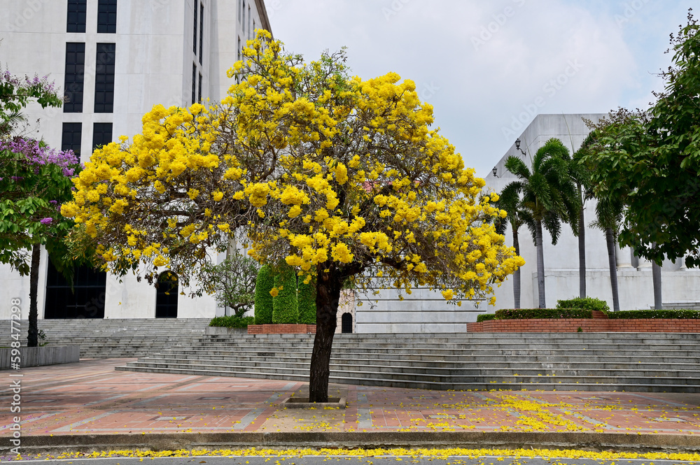 Silver Trumpet Tree (Tabebuia chrysotricha, Tabebuia argentea Britton ...