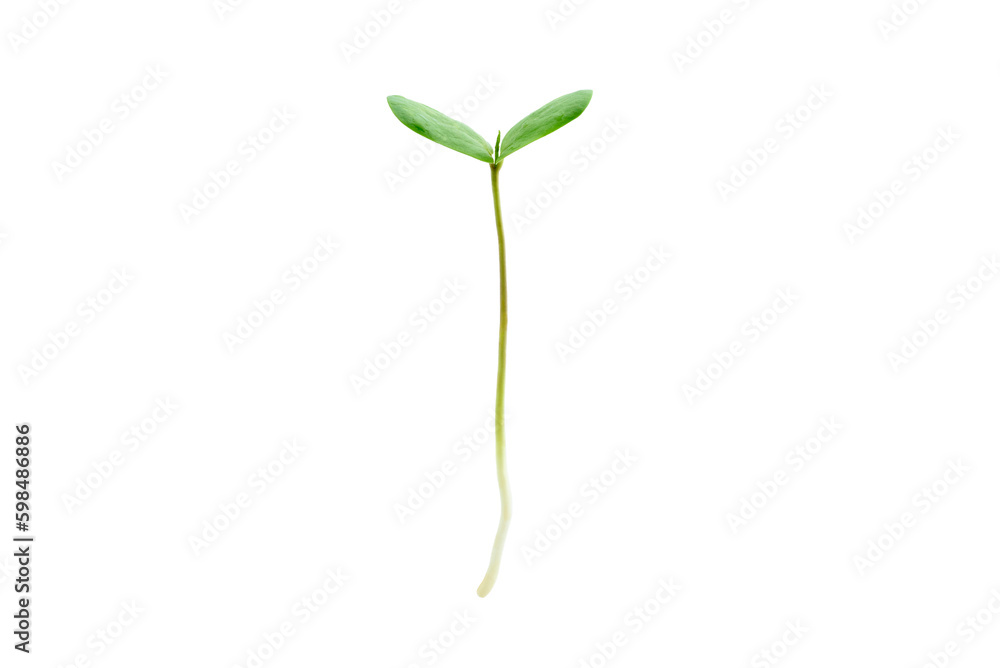 Young green plant / growing sprout with root white isolated, natural ...