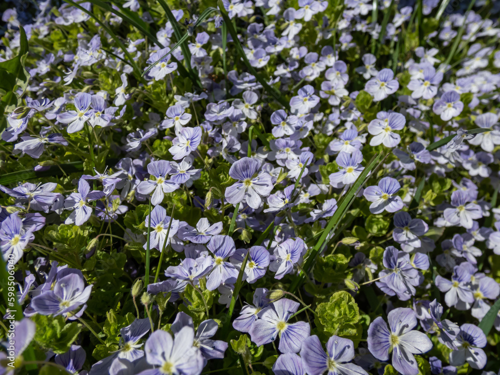 Slender, creeping threadstalk speedwell or Whetzel weed (Veronica ...