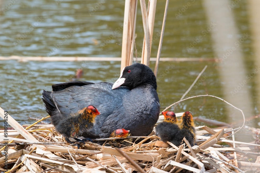 Eurasian coot (Fulica atra), adult with young animals in nest. Portrait ...