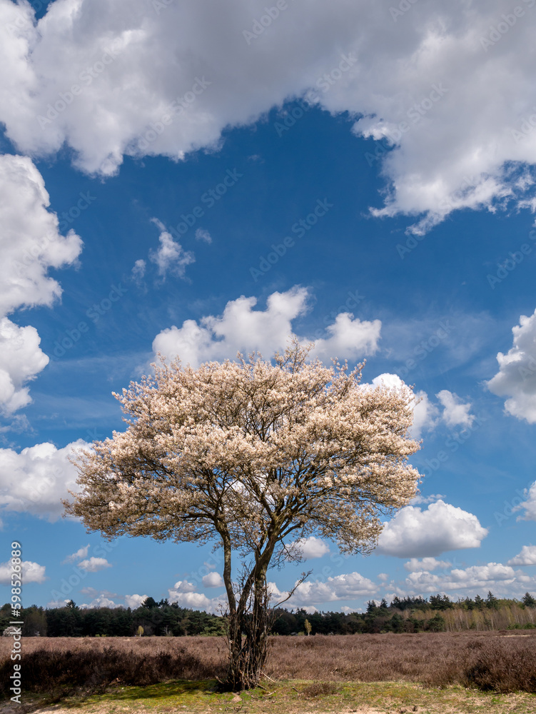 Juneberry tree, Amelanchier lamarkii, blooming in Zuiderheide nature ...
