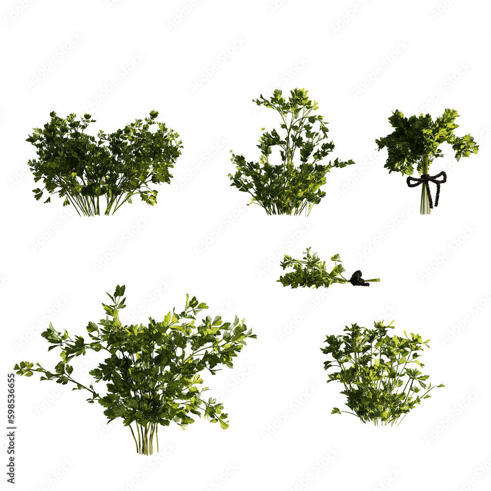 parsley and cilantro on a transparent background. Plants without ...