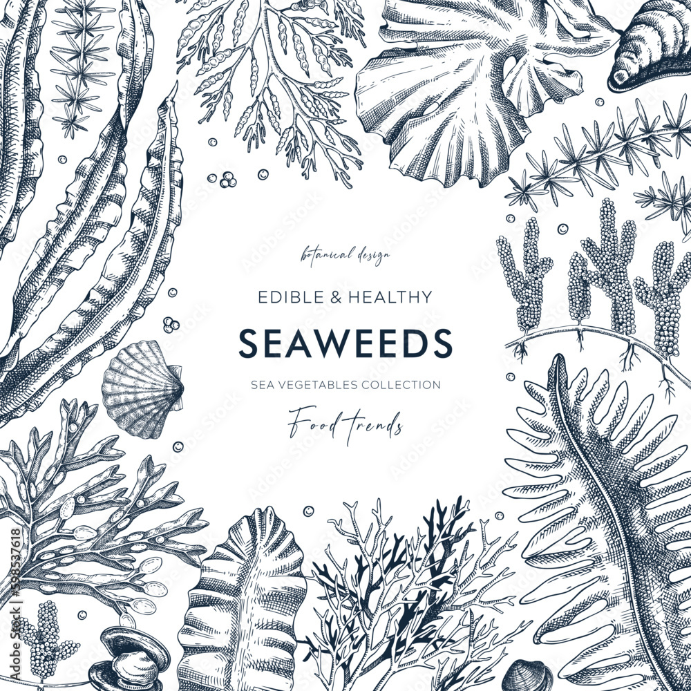 Vetor de Seaweed vector card design in sketch style. Edible algae frame ...