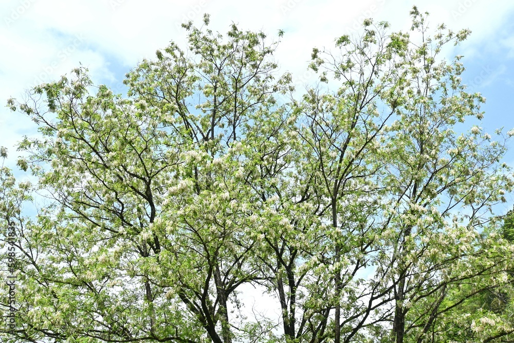 Black locust ( Robinia pseudoacacia ) flowers. Fabaceae deciduous tree ...