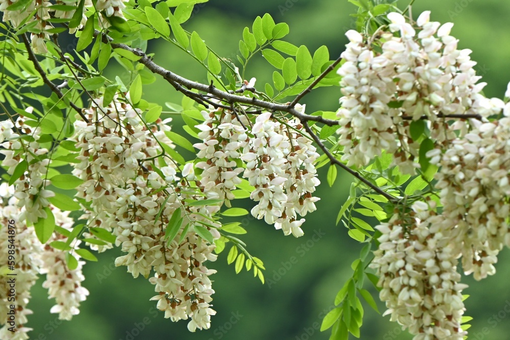 Black locust ( Robinia pseudoacacia ) flowers. Fabaceae deciduous tree ...