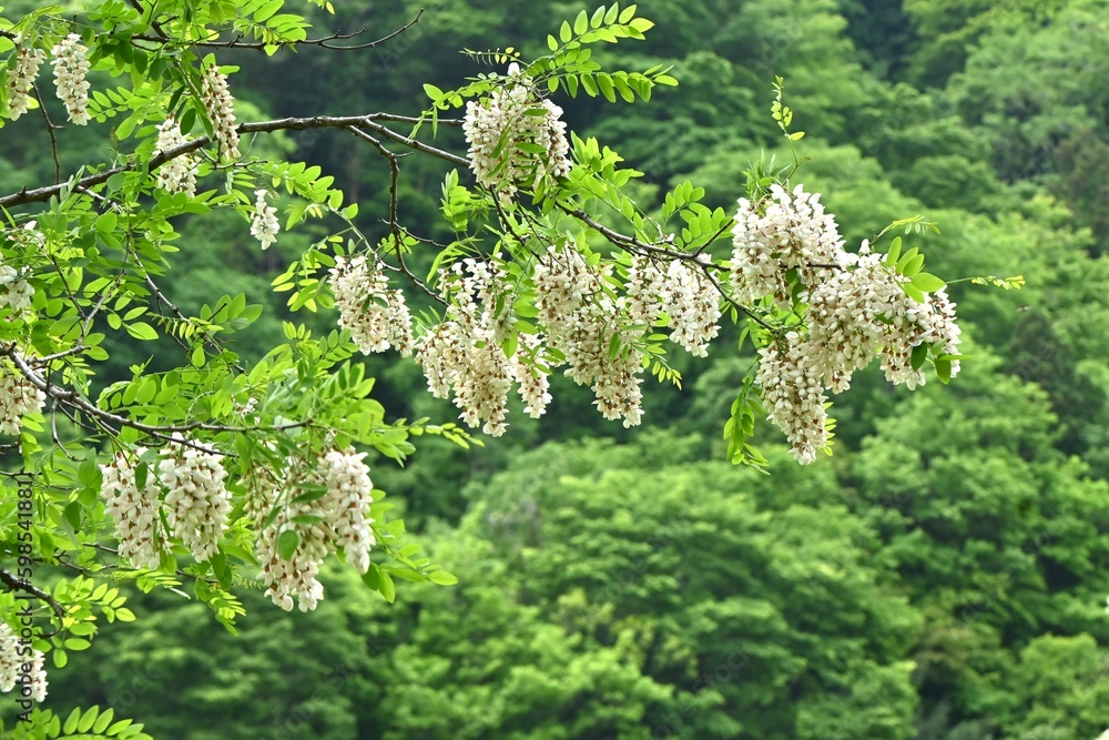 Black locust ( Robinia pseudoacacia ) flowers. Fabaceae deciduous tree ...