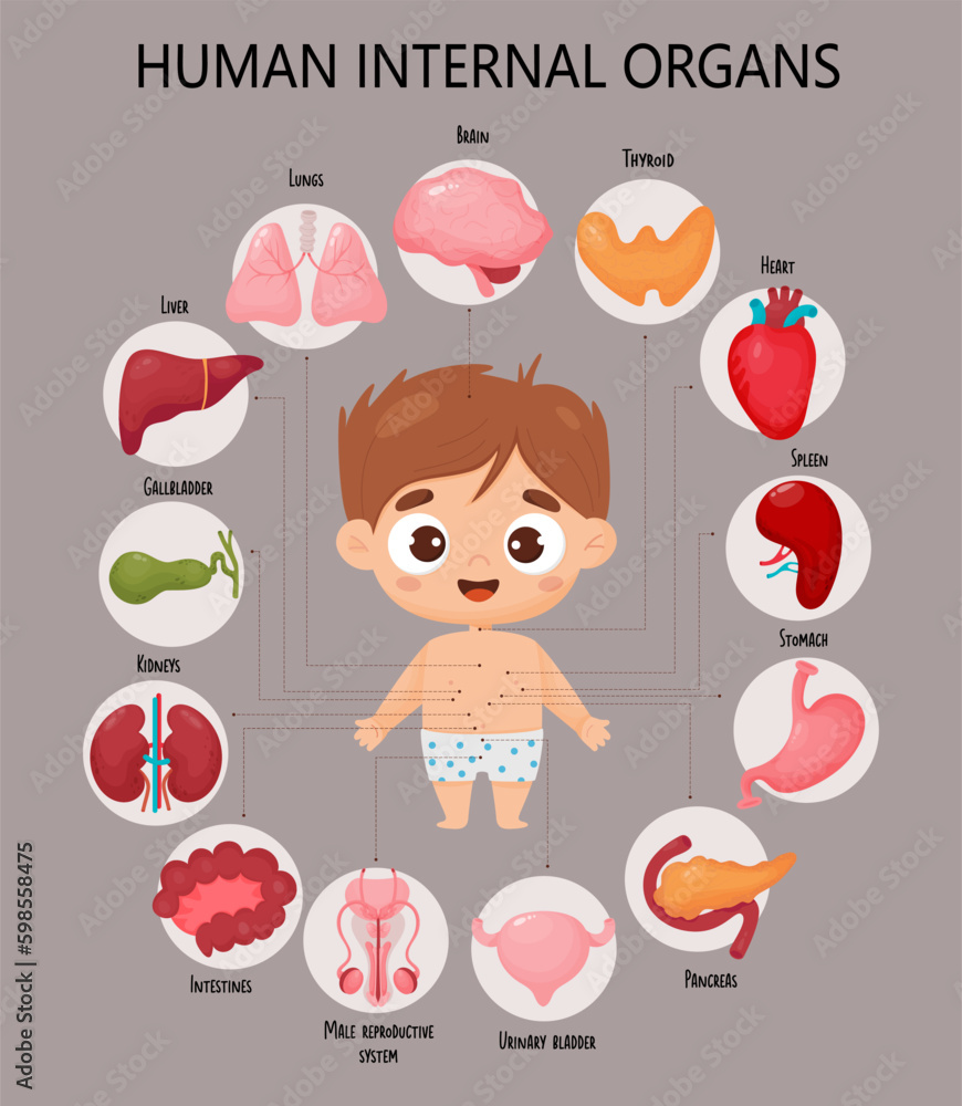 Anatomy human body. Infographic with cute boy. Visual diagram healthy ...