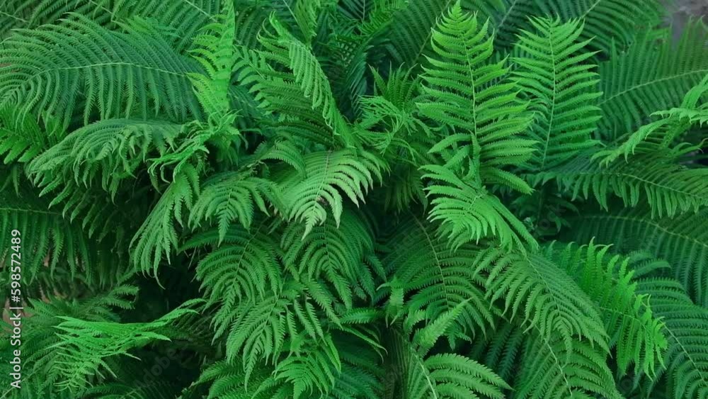 Dark Green Ferns Wallpaper. Wild forest Tropical Leaves Full Frame ...