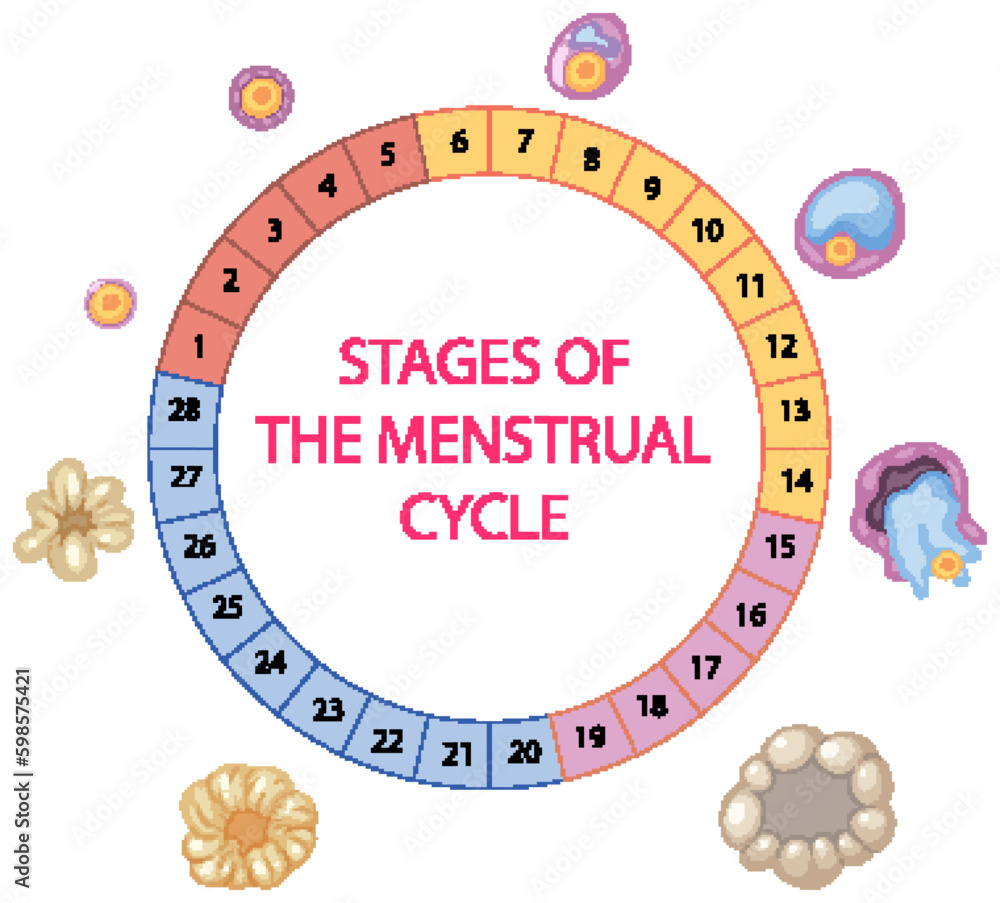 Stages of The Menstrual Cycle Stock Vector | Adobe Stock
