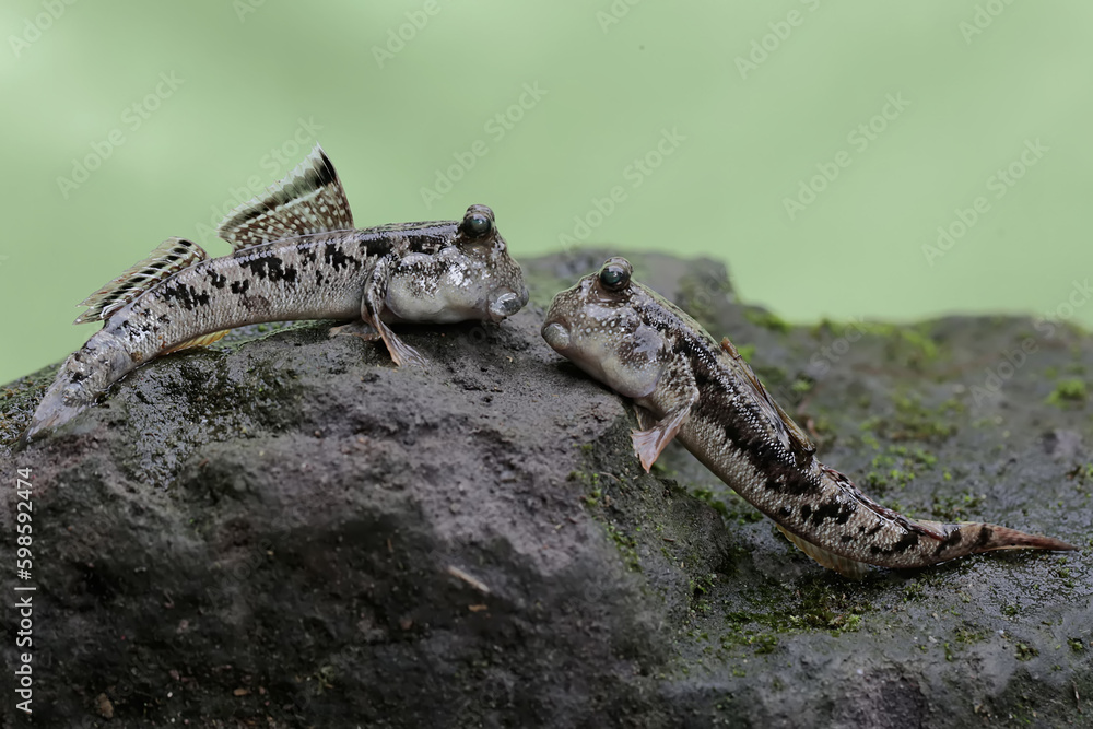 Two barred mudskippers resting on a rock by the river mouth. This fish ...